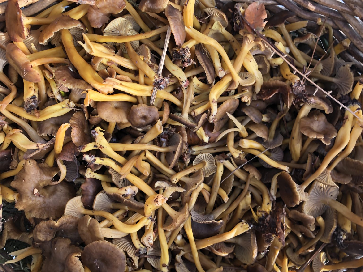 Saison des champignons, conseils de cueillette et recettes – Kilomètre-0